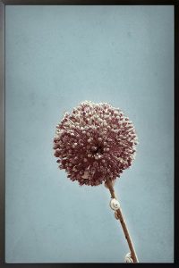 Flower in pale blue background poster - Artdesign