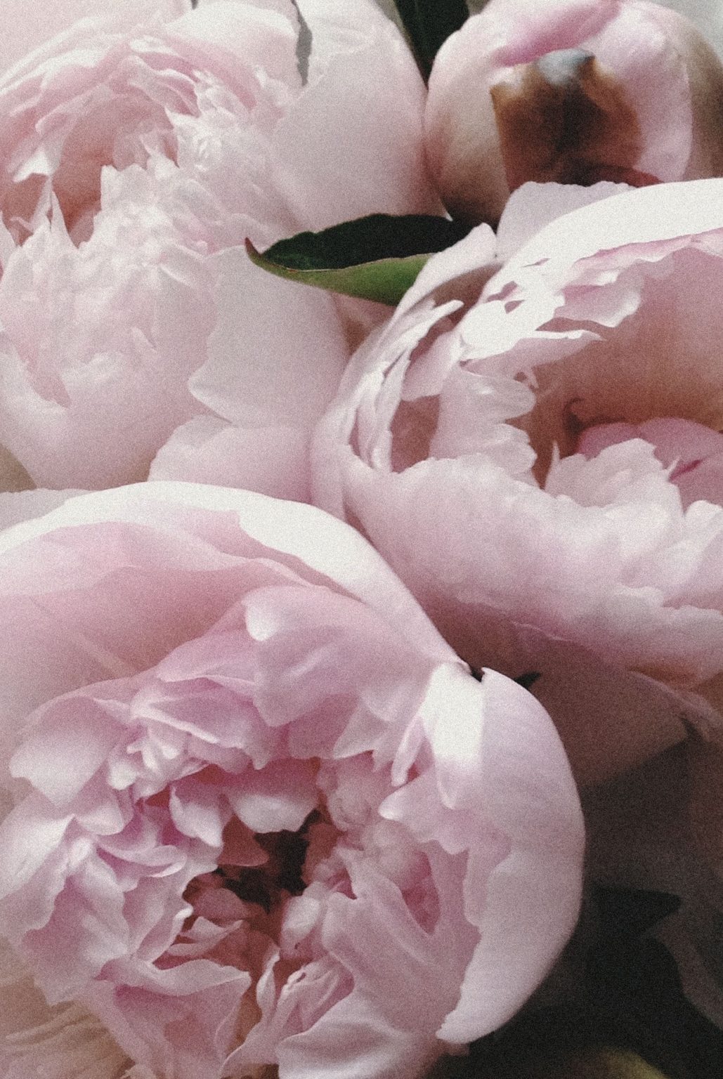 Garden roses poster - Artdesign