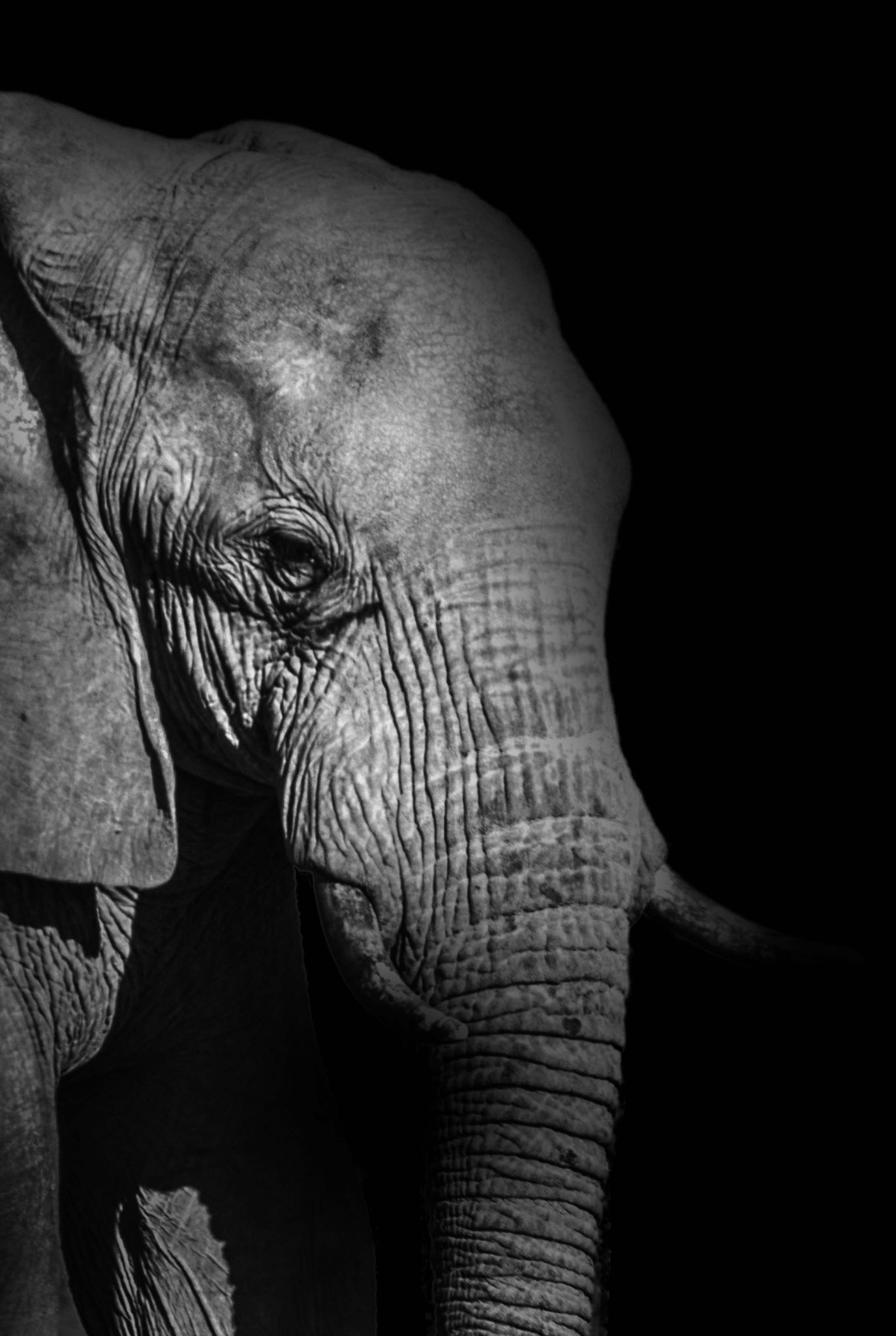 Elephant side view poster - Artdesign