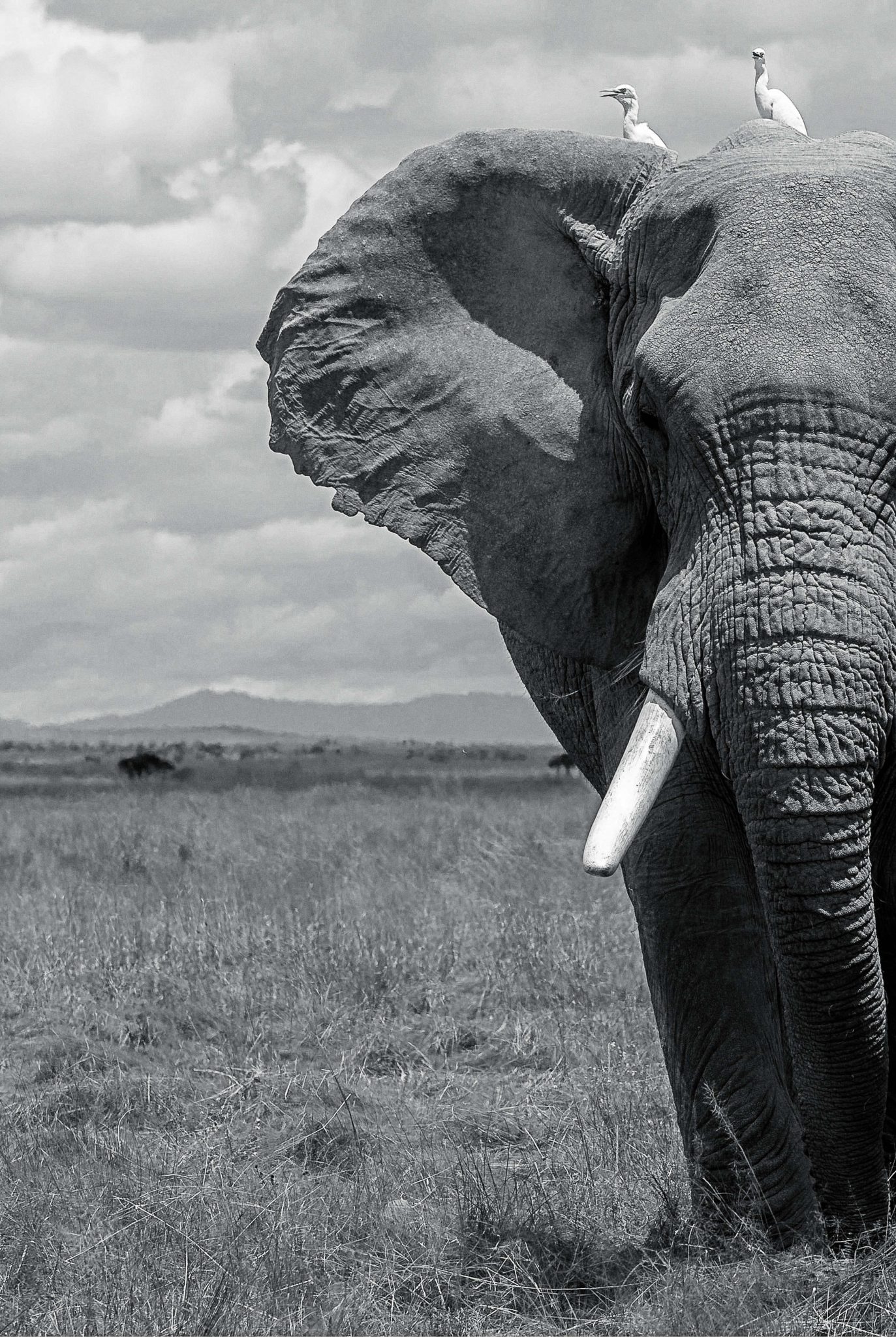 Elephant half poster - Artdesign