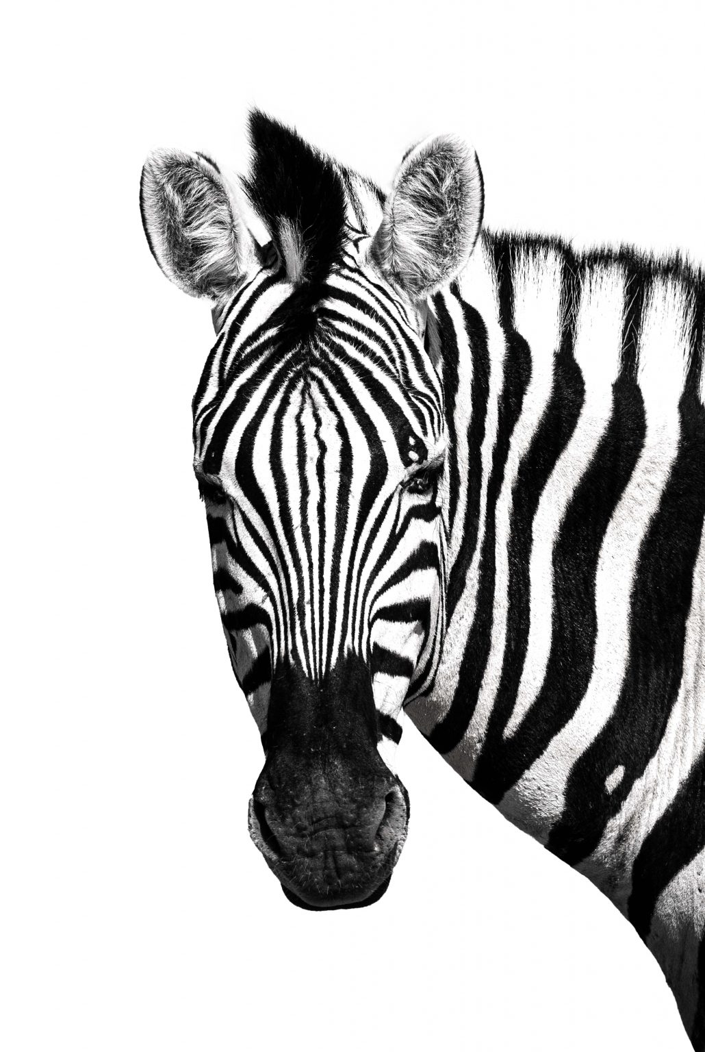 Zebra front face poster - Artdesign