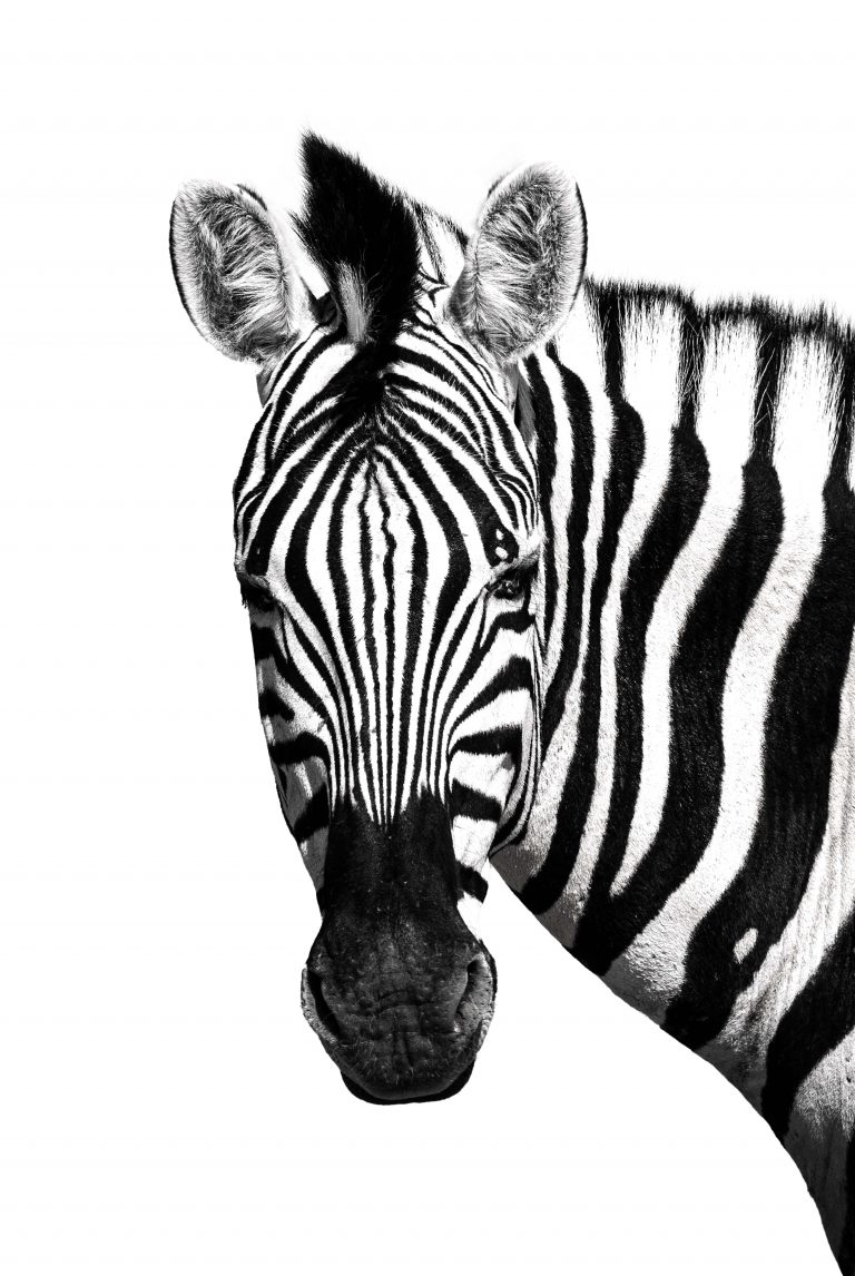Zebra front face poster - Artdesign