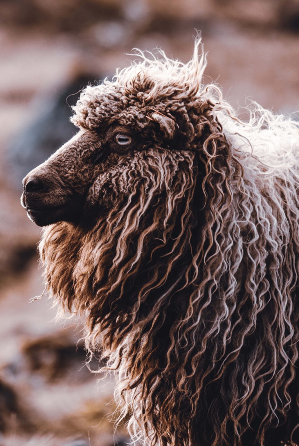 Sheep side view Poster - Artdesign