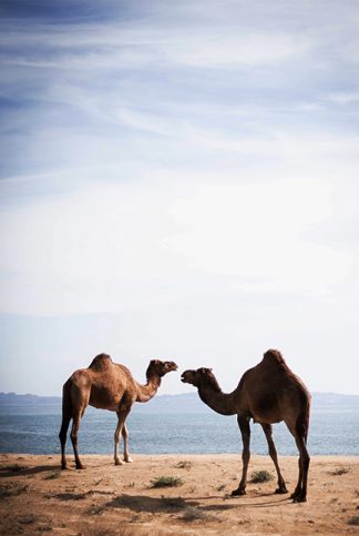 Camel couple poster - Artdesign