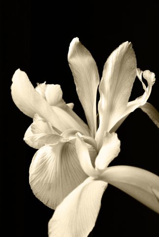 Irises poster - Artdesign